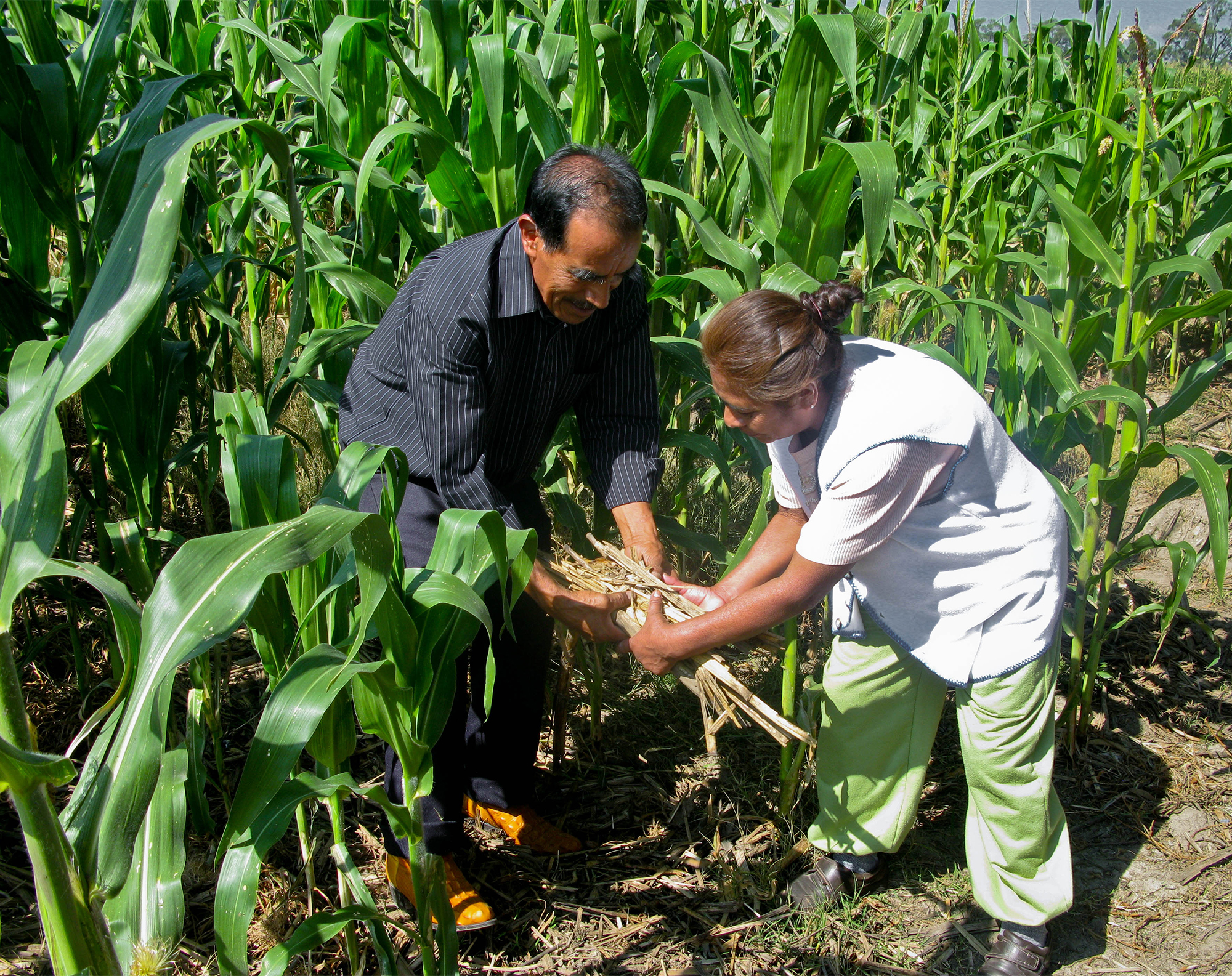 Prácticas agrícolas sostenibles benefician a 300 mil pequeños ...